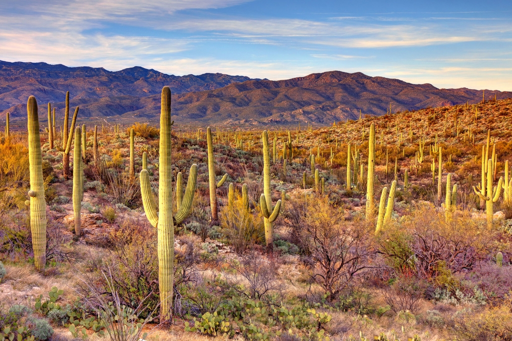 A Field Guide to Arizona Cacti | VBT Active Travel Blog | VBT Bicycling ...